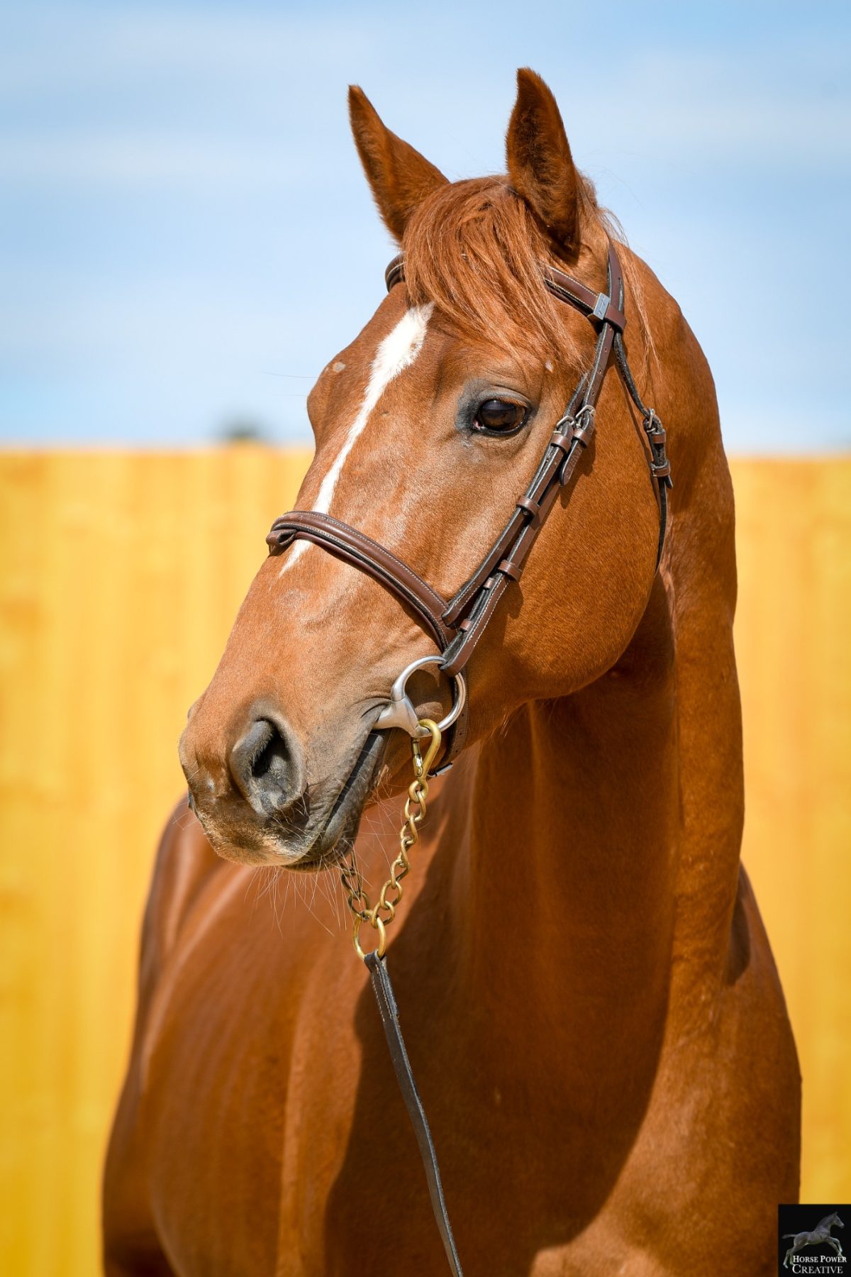 Harrysson SHBGB approved stallion